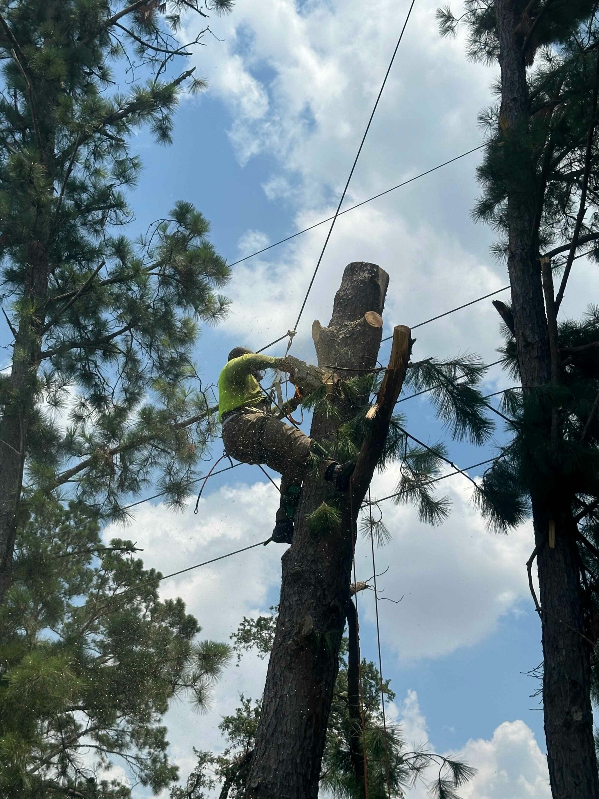 Tree Removal Services in Houston, Texas Area - Urban Arbors